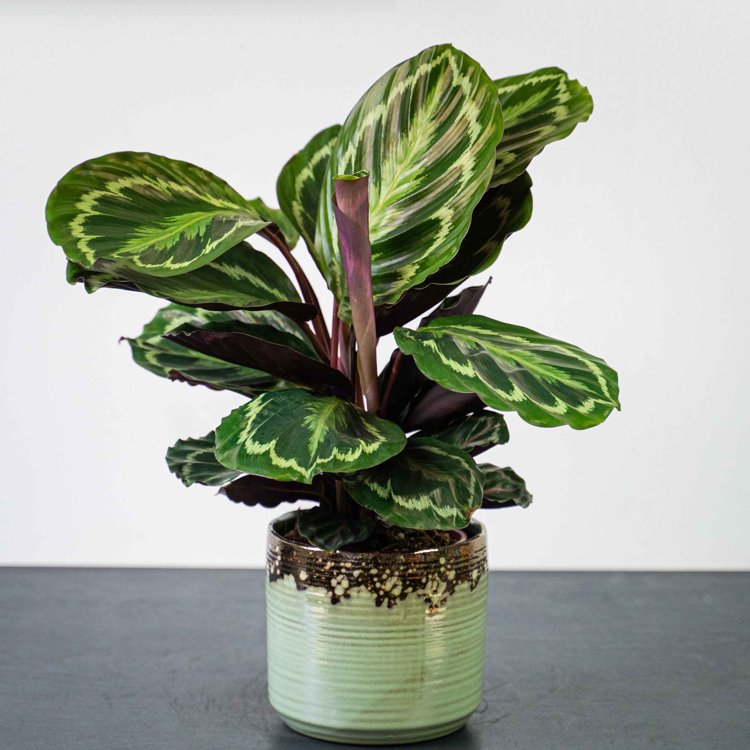 Calathea medallion - Sklep z roślinami Mała Szklarnia Calathea medallion - Sklep z roślinami Mała Szklarnia