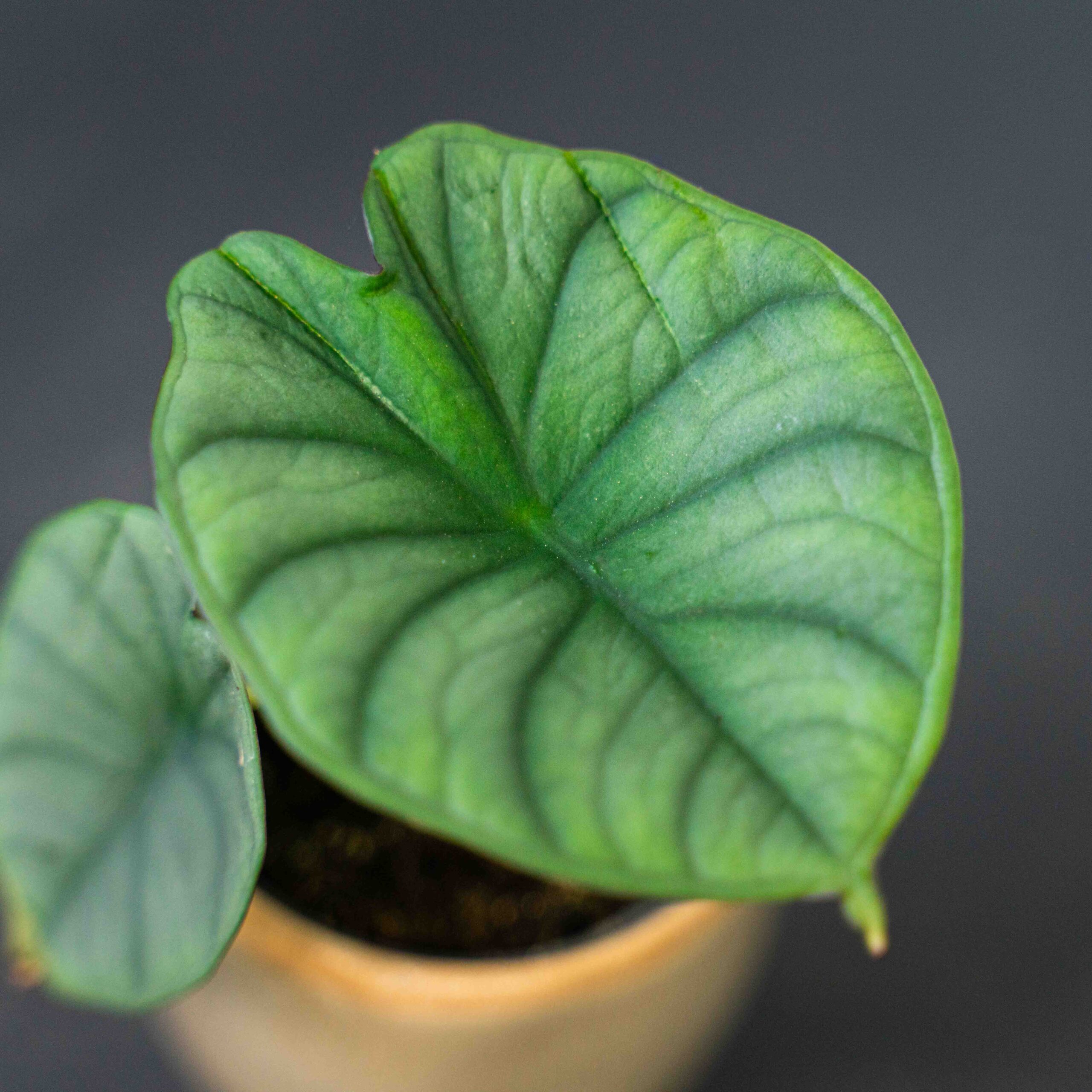Alokazja silver nebula baby (alocasia) - Mała Szklarnia