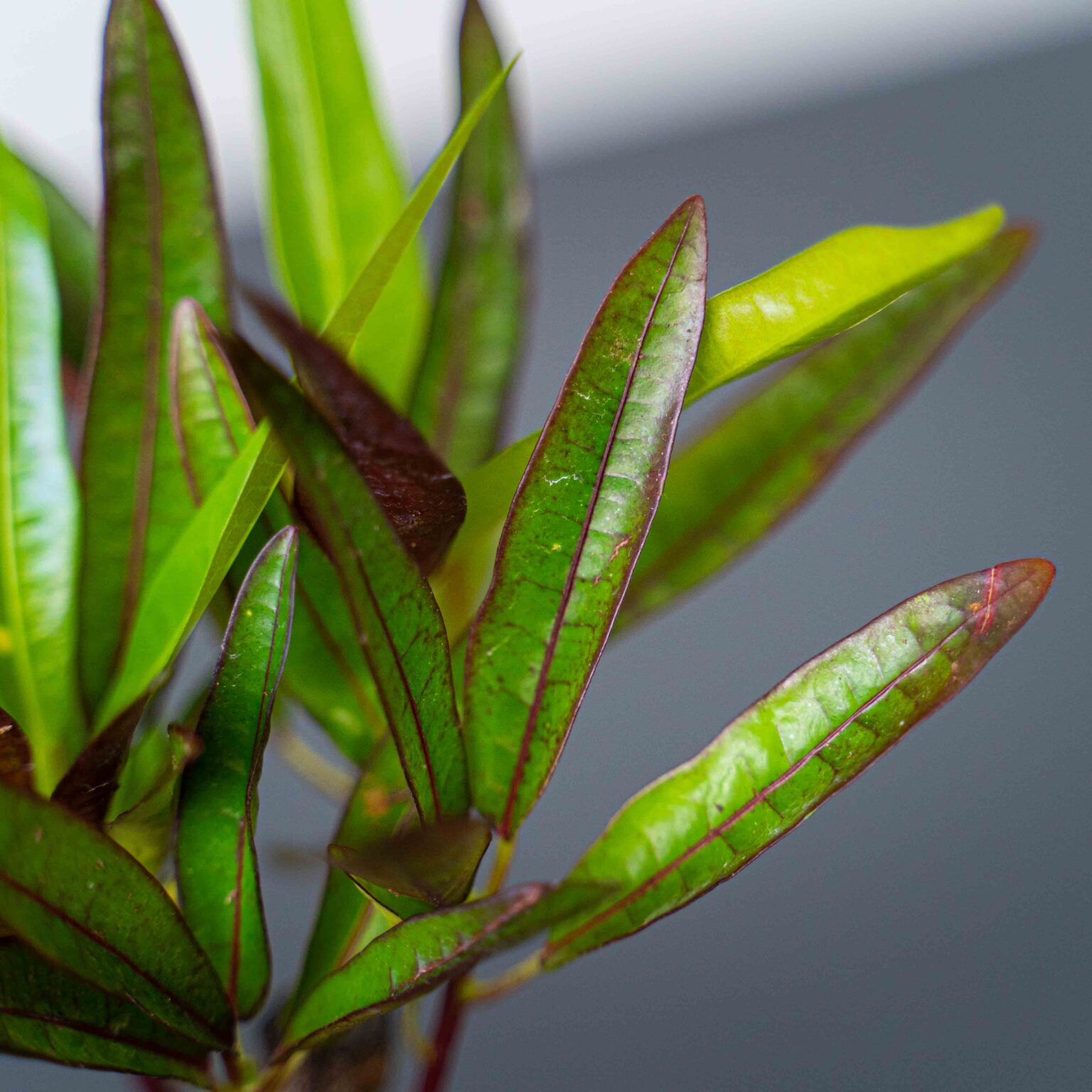 Kroton excurrens variegata baby (codiaeum) - Mała Szklarnia