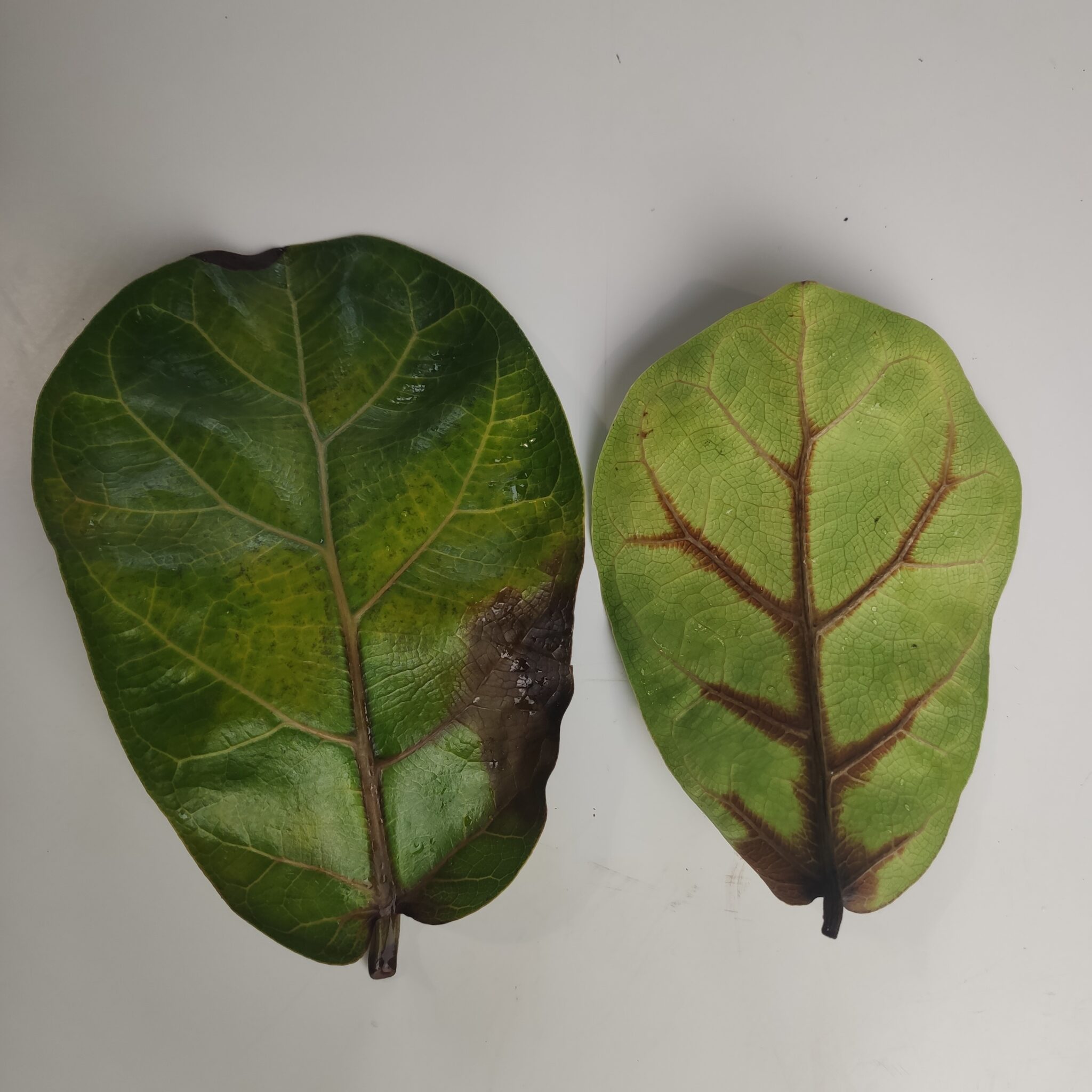 Plamy na liściach - jak rozpoznać choroby grzybowe roślin doniczkowych - Mała Szklarnia