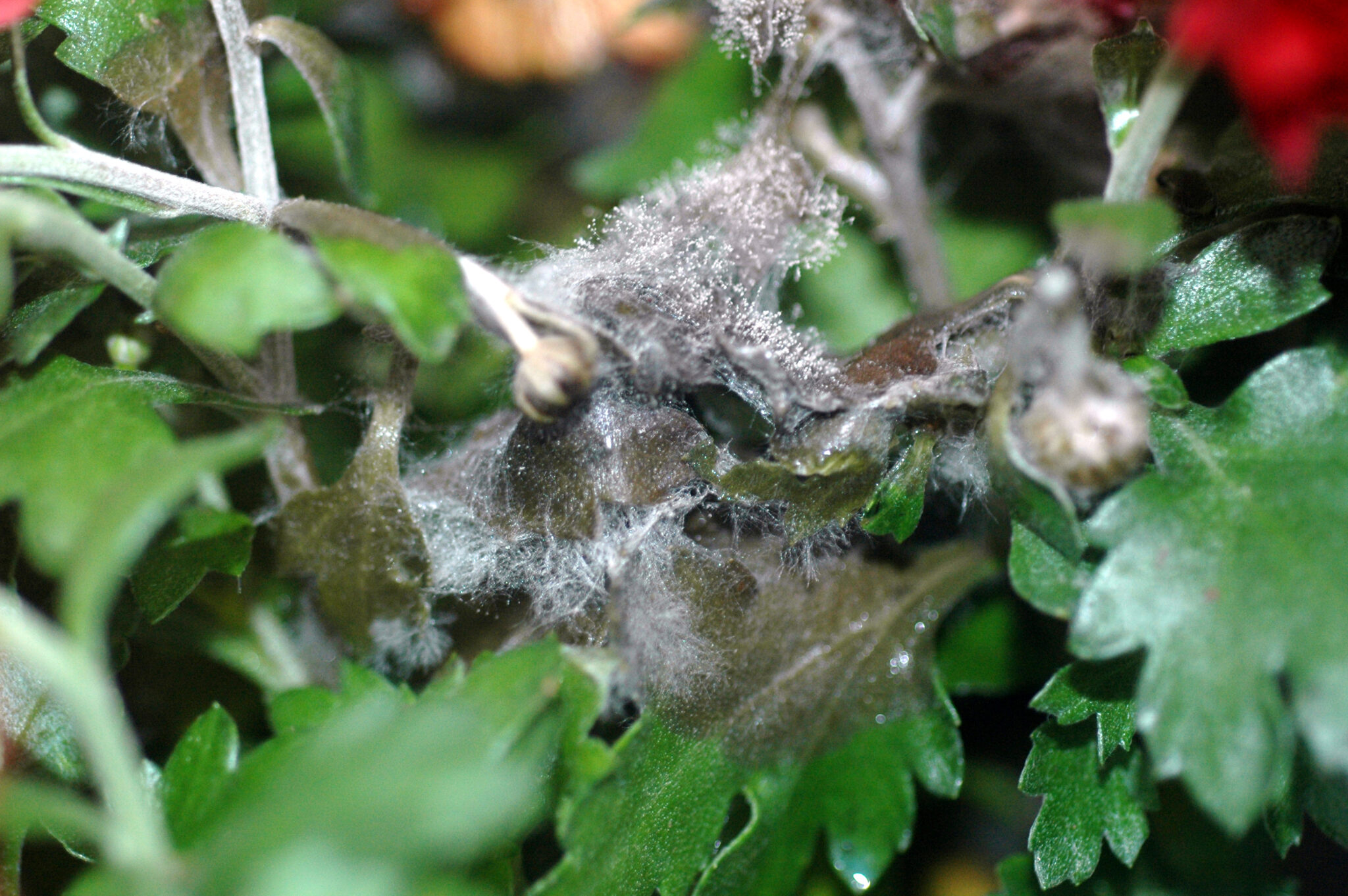Plamy na liściach - jak rozpoznać choroby grzybowe roślin doniczkowych - Mała Szklarnia