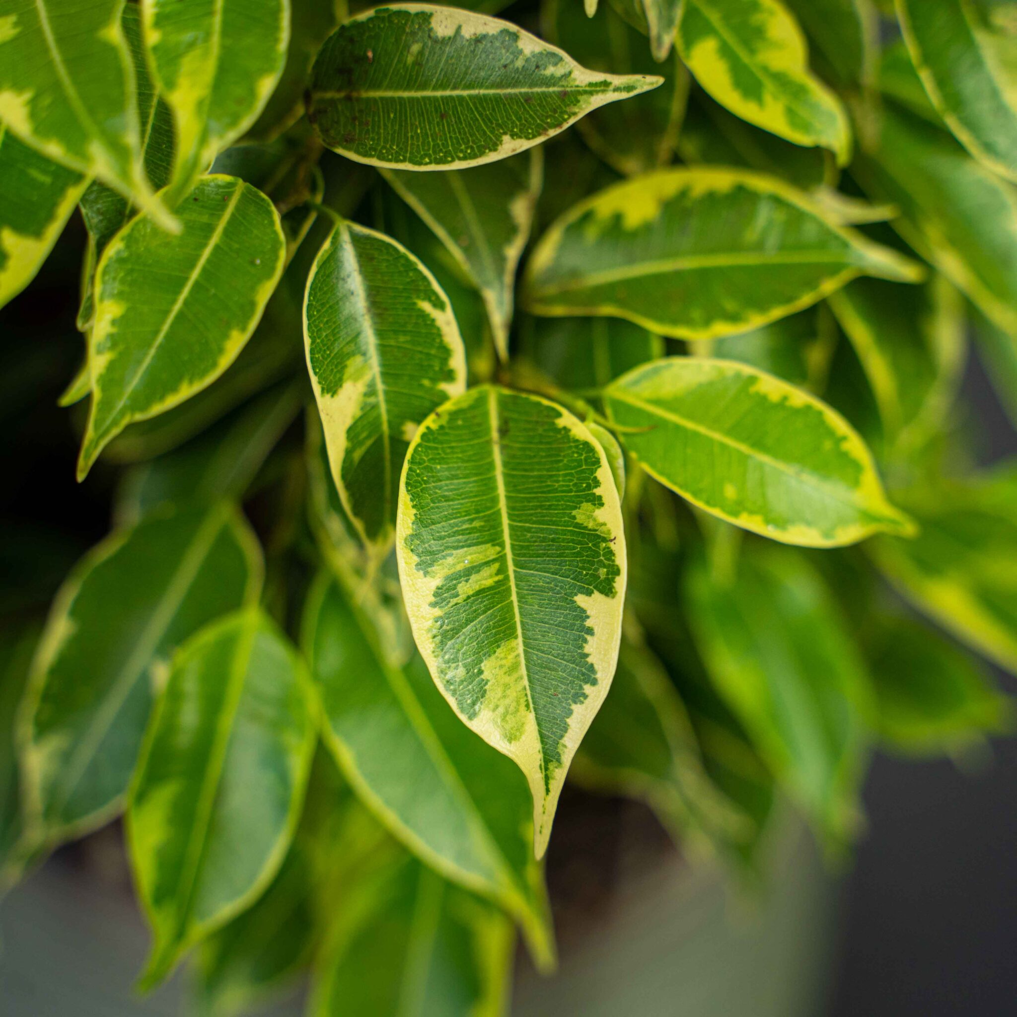 Fikus benjamin kinky (ficus) - Mała Szklarnia