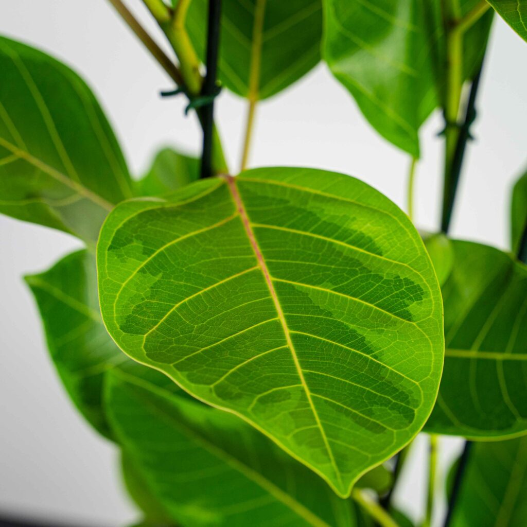 Fikus bengalski altissima 'variegata' (ficus) - Mała Szklarnia