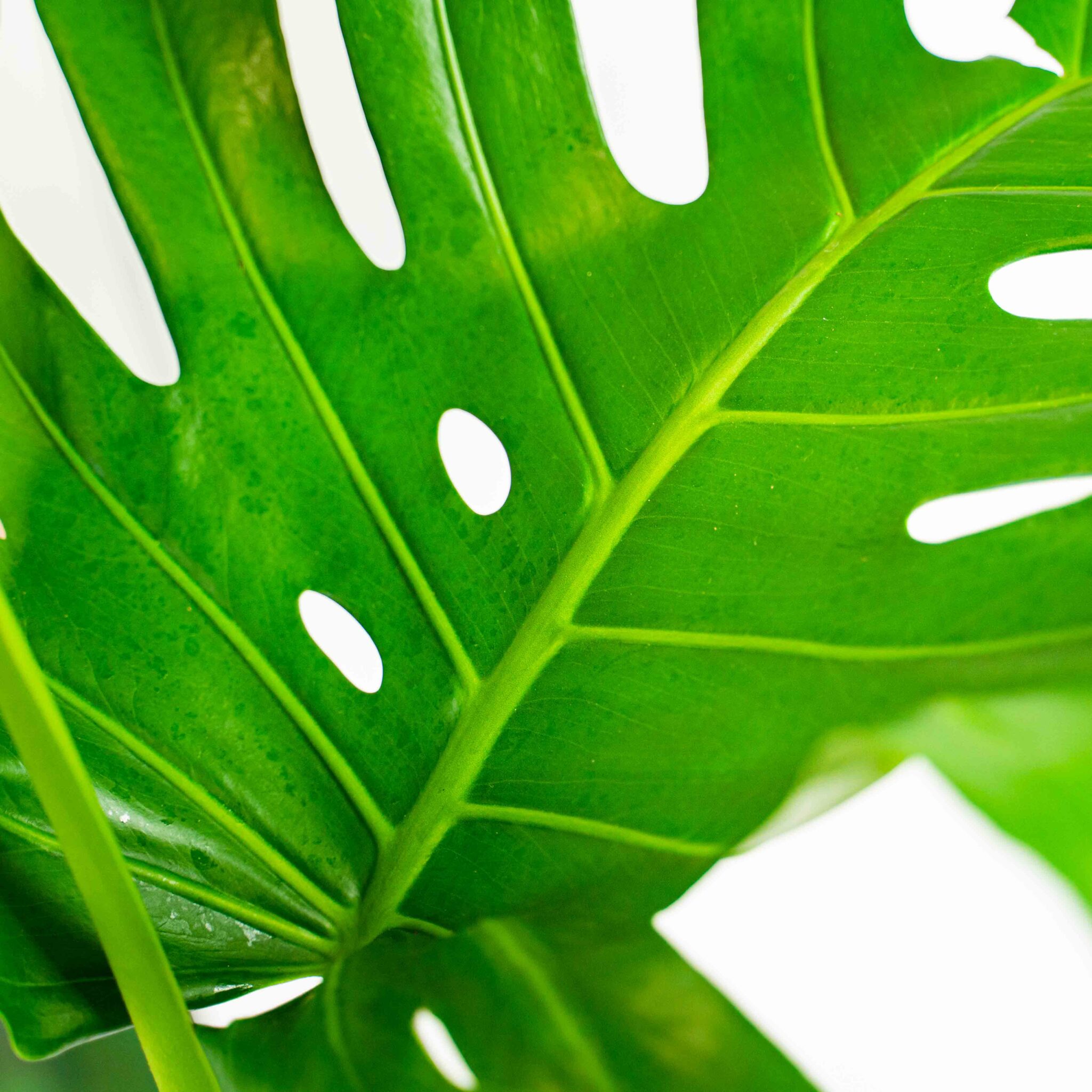 Monstera deliciosa dziurawa. Kwiat w doniczce - Mała Szklarnia
