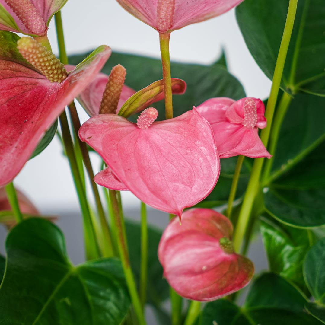 Anthurium pink - Mała Szklarnia
