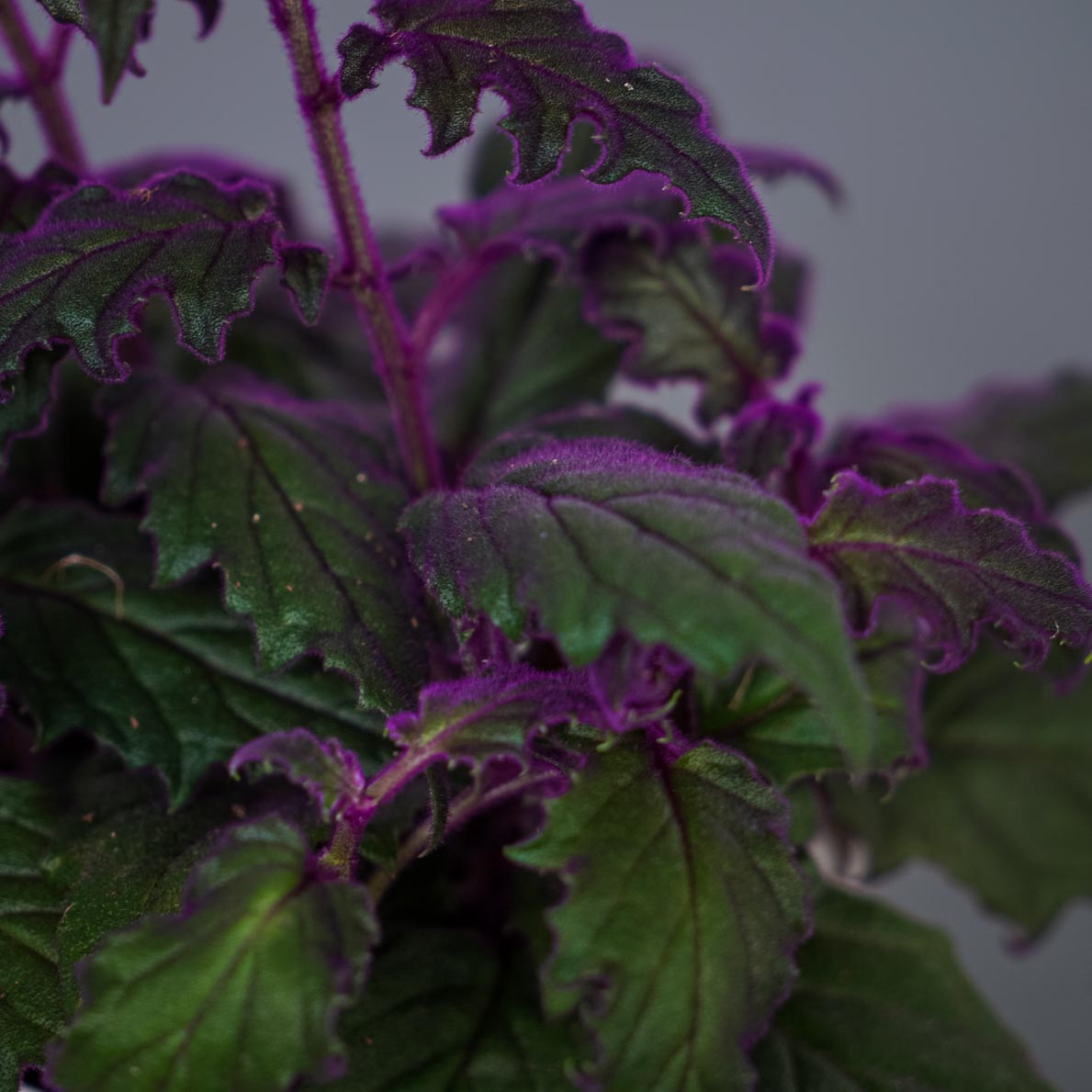 Gynura - Mała Szklarnia