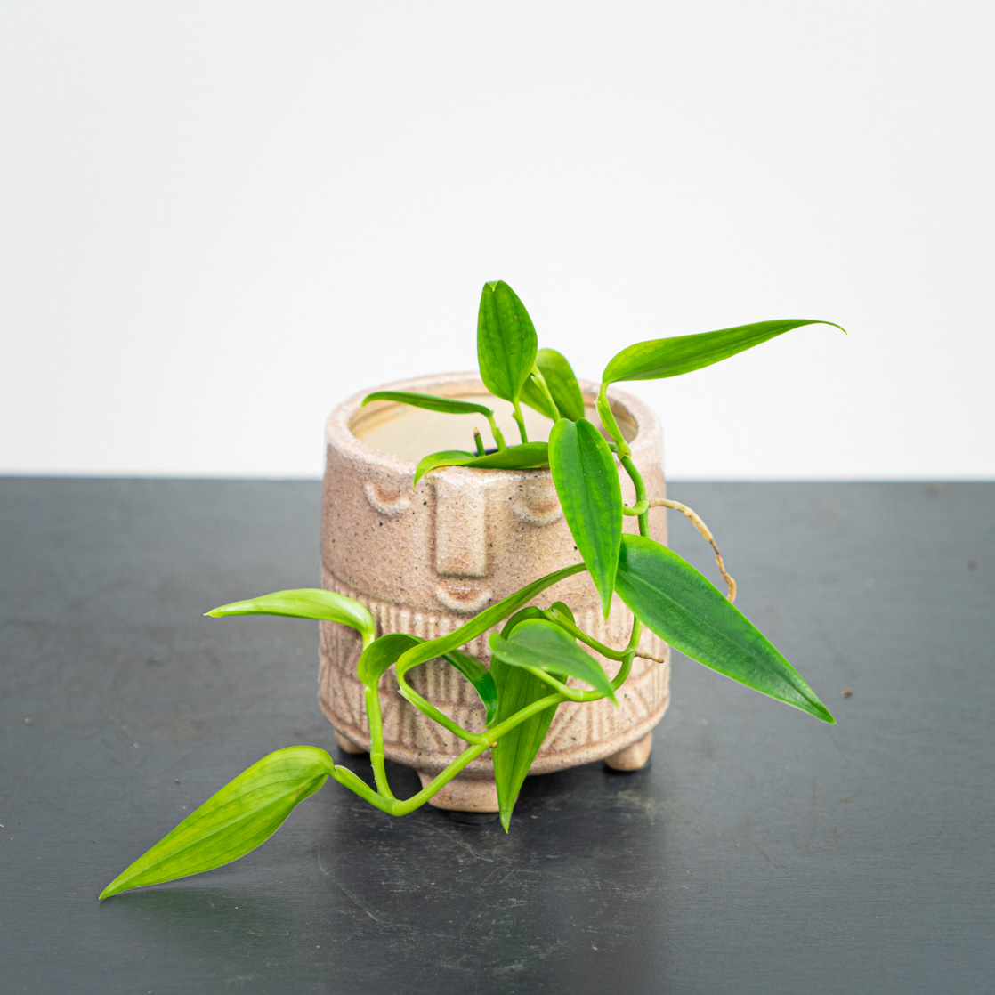 Scindapsus hederaceus - Mała Szklarnia