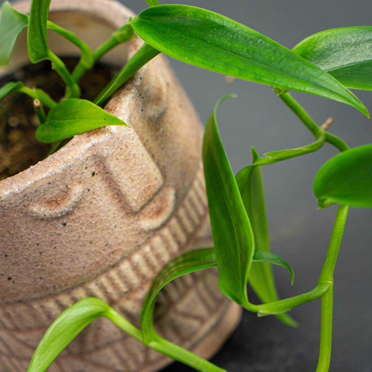 Scindapsus hederaceus - Mała Szklarnia