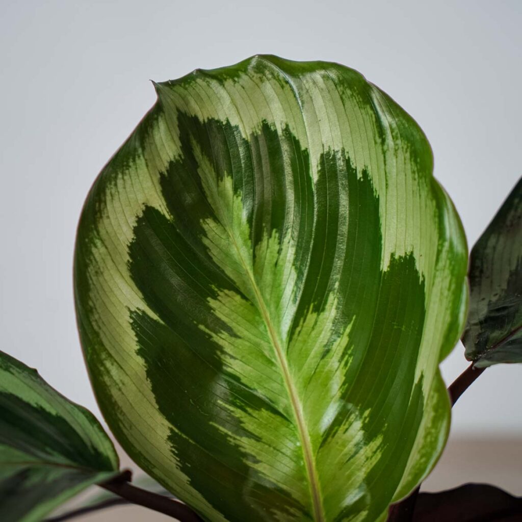 Calathea marion - Mała Szklarnia