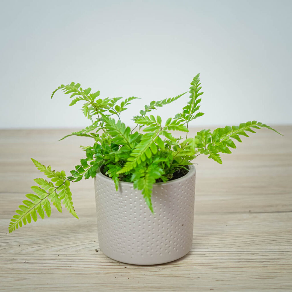 Paproć rumora - Mała Szklarnia