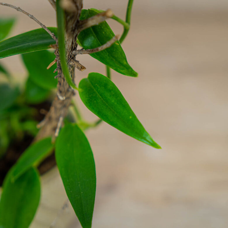 Scindapsus hederaceus - Mała Szklarnia