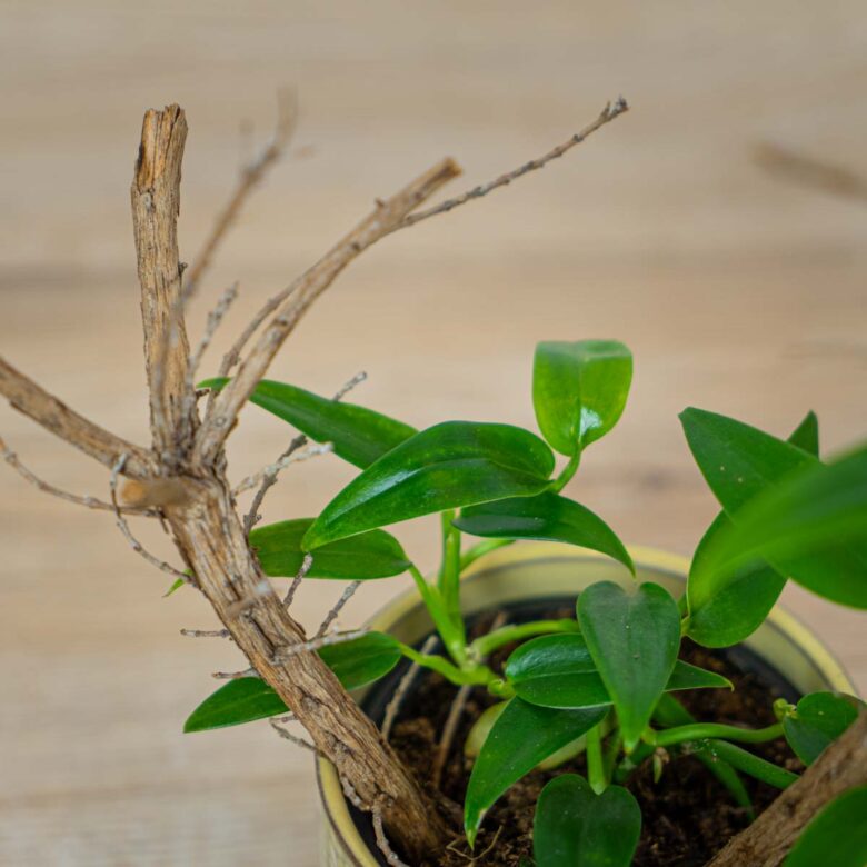 Scindapsus hederaceus - Mała Szklarnia