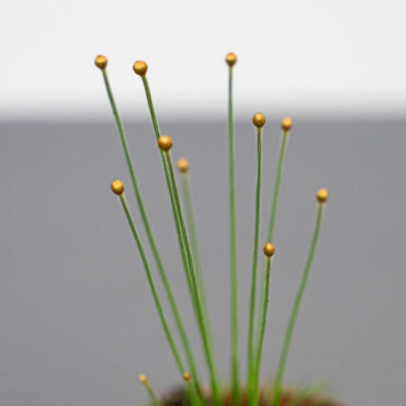 Syngonanthus mikado (trawa ozdobna) - Mała Szklarnia