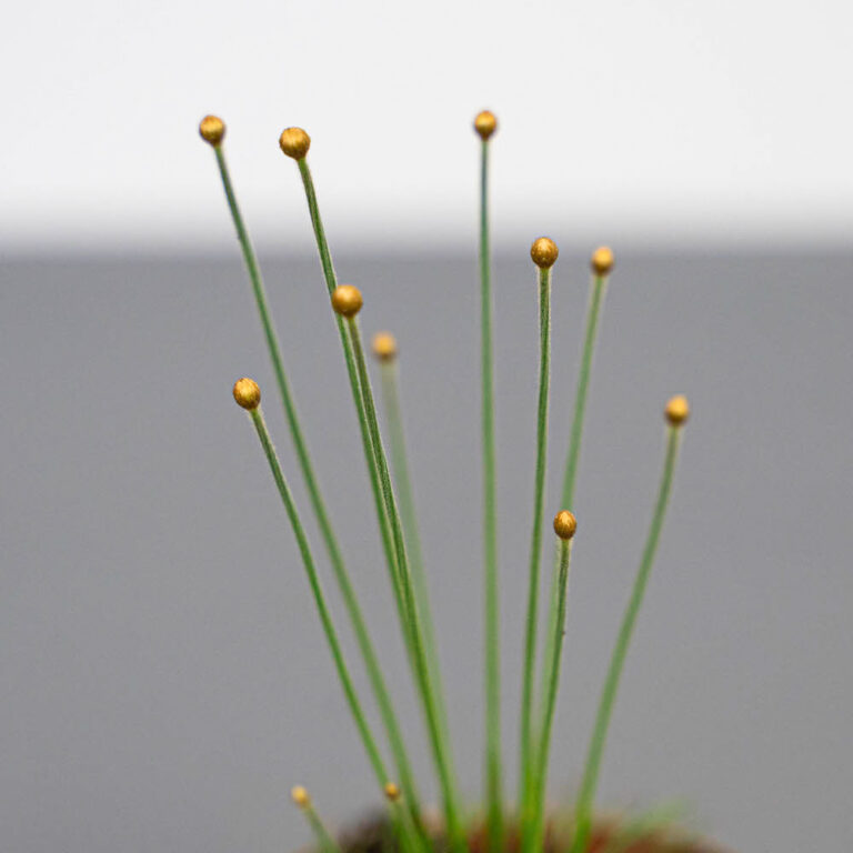 Syngonanthus mikado (trawa ozdobna) - Mała Szklarnia