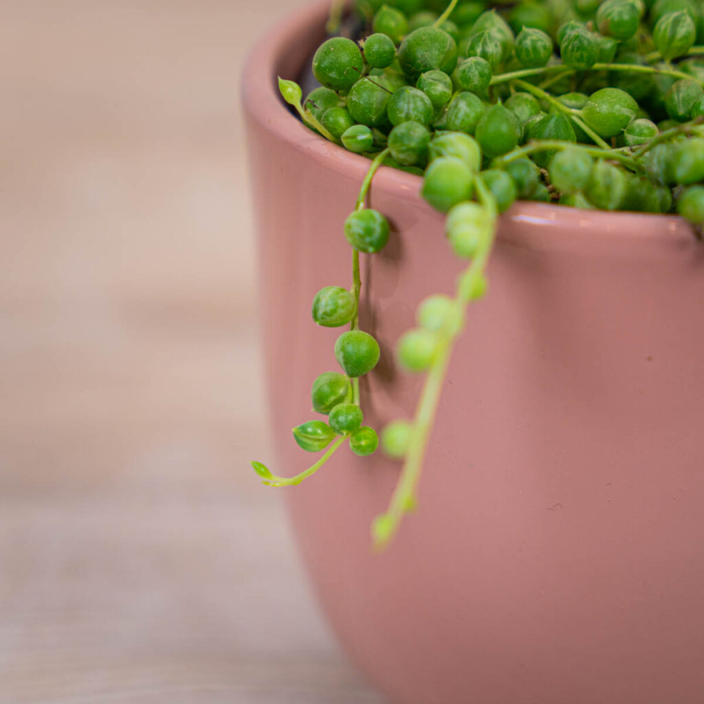 Sansevieria star canary - Mała Szklarnia