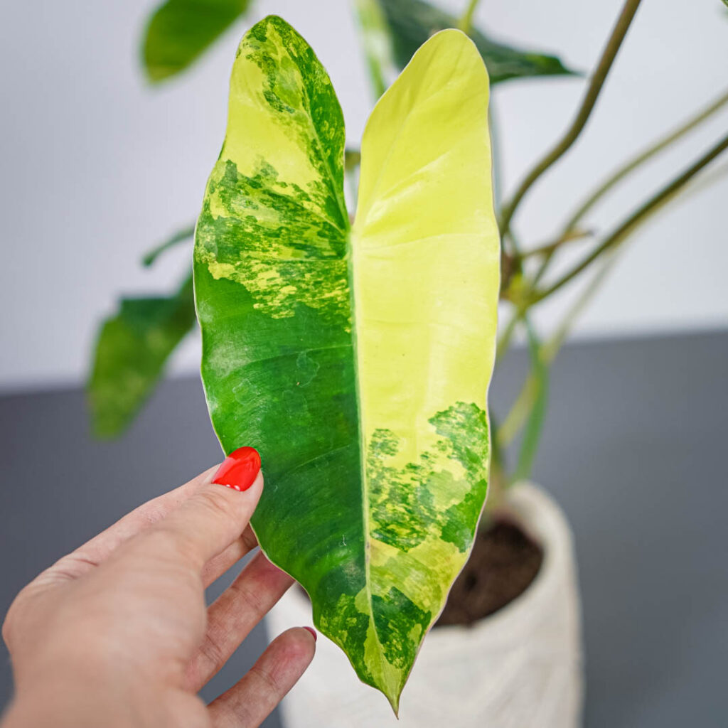 Philodendron burle marx variegata (sadzonka) - Mała Szklarnia