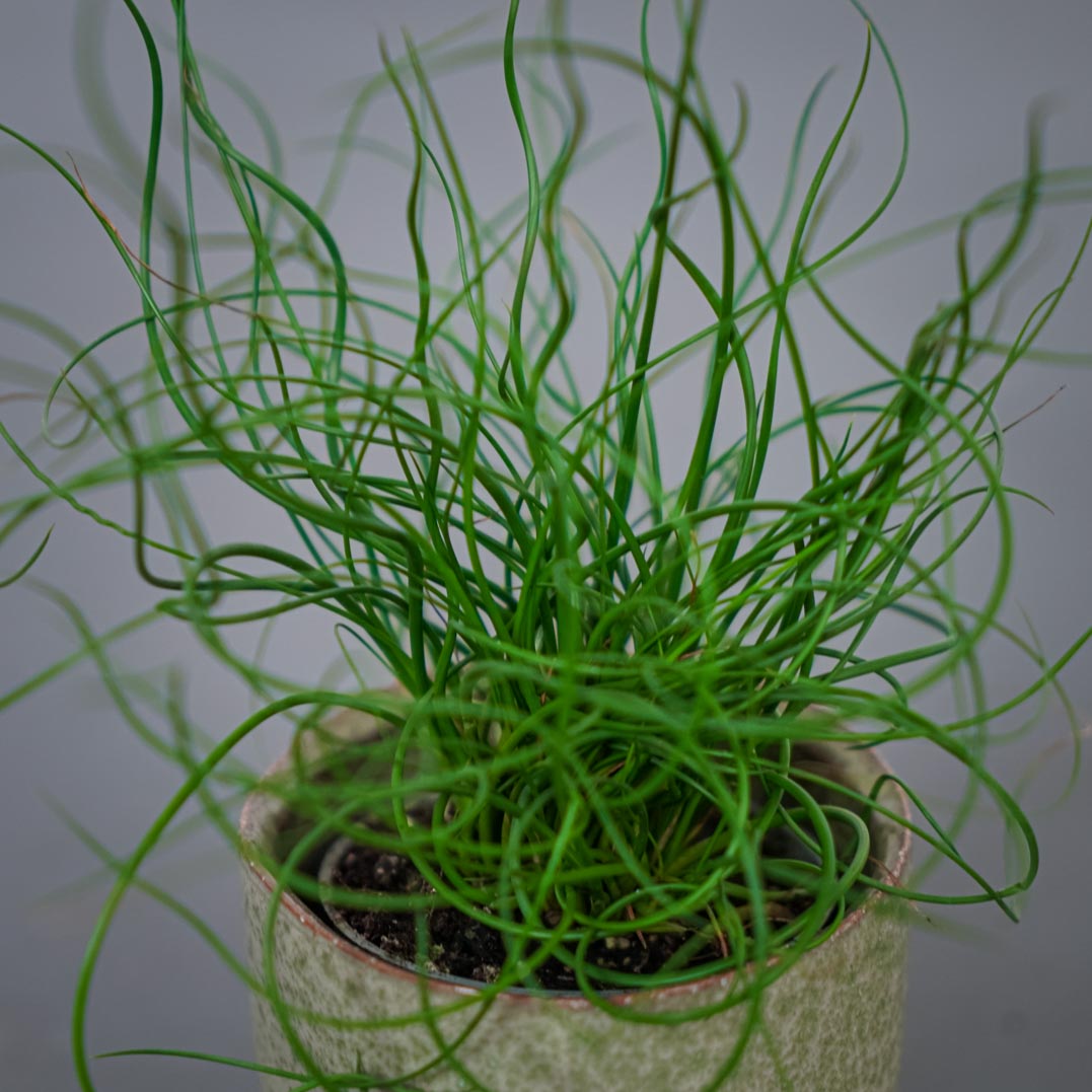 Juncus effusus spiralis baby (trawa ozdobna) - Mała Szklarnia