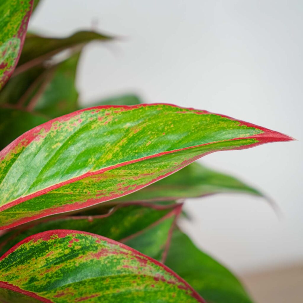Aglaonema crete - Mała Szklarnia