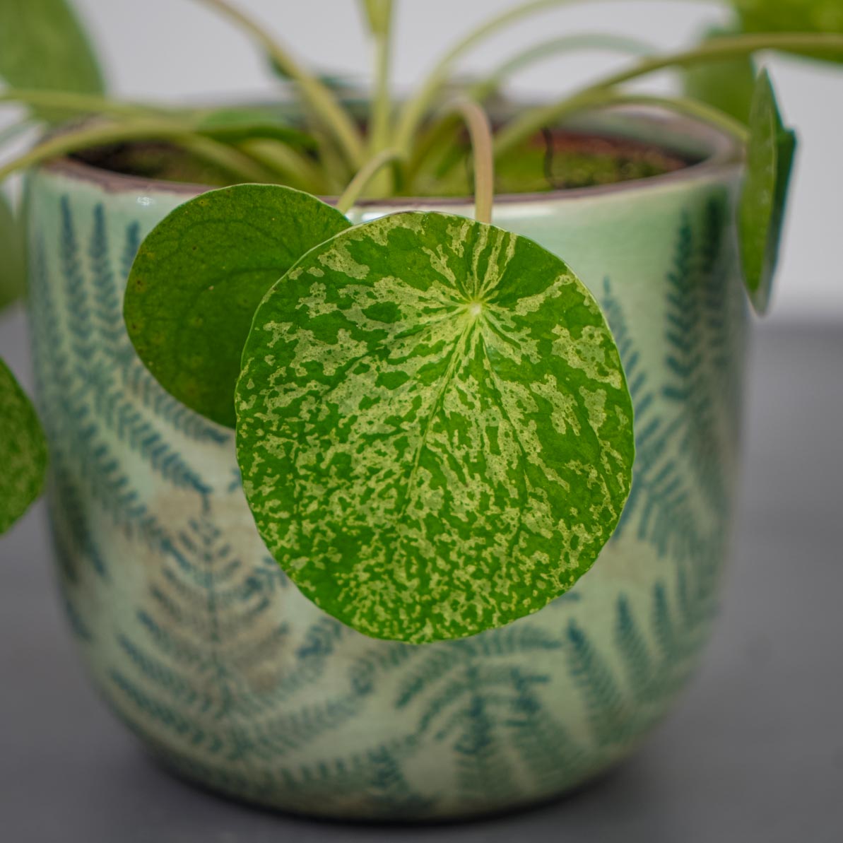 Pilea peperomioides variegata 'mojito' (pieniążek) - Mała Szklarnia