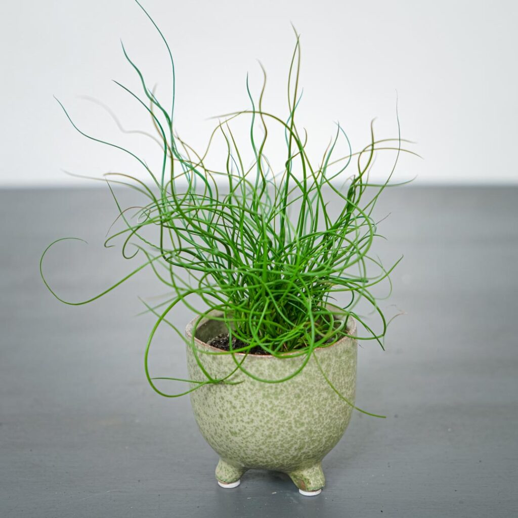 Juncus effusus spiralis baby (trawa ozdobna) - Mała Szklarnia