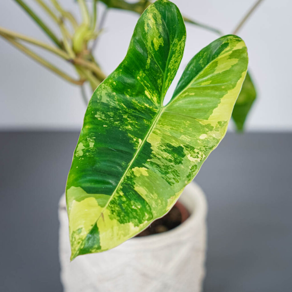 Philodendron burle marx variegata (sadzonka) – Mała Szklarnia
