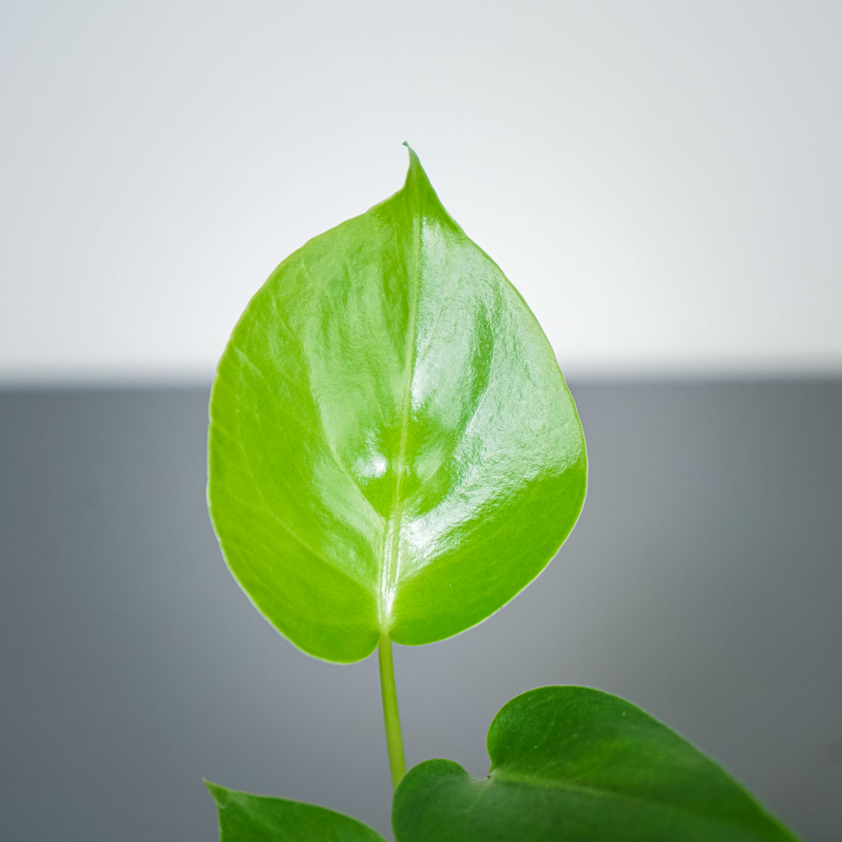 Monstera deliciosa baby - Mała Szklarnia