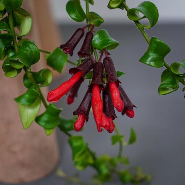 Eszynantus rasta (aeschynanthus) - Mała Szklarnia