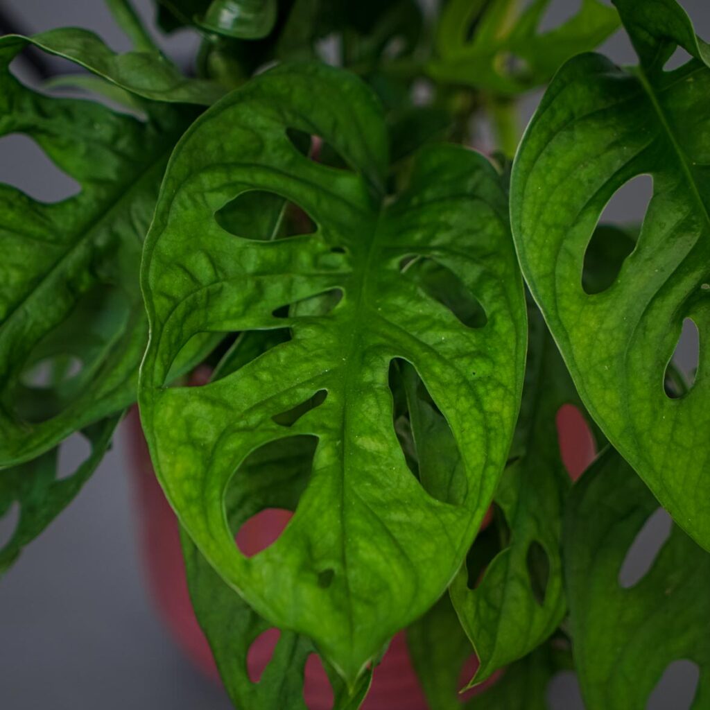 Monstera monkey mask - Mała Szklarnia