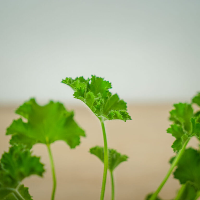 Geranium rose 'anginka' (pelargonium capitatum) - Mała Szklarnia