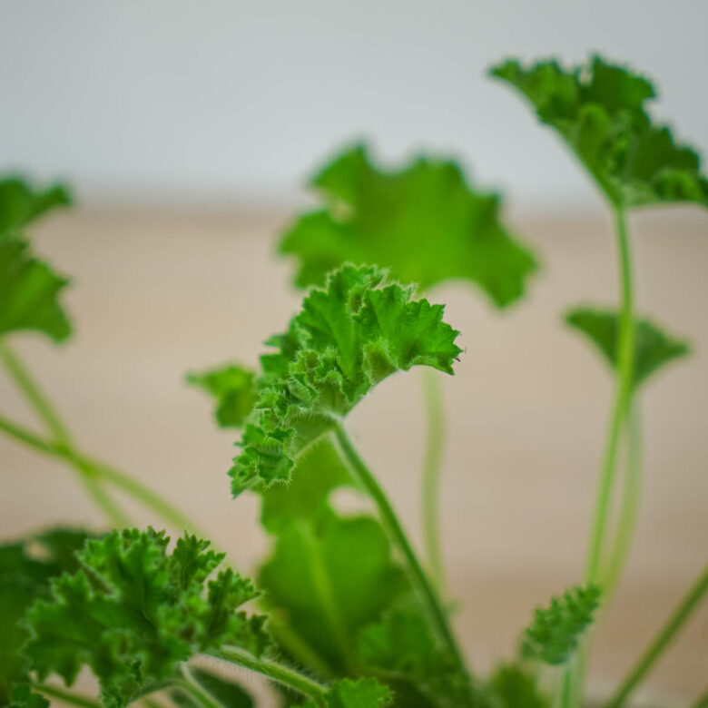 Geranium rose 'anginka' (pelargonium capitatum) - Mała Szklarnia