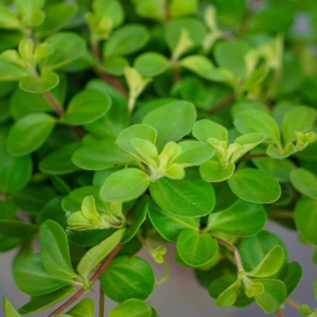 Peperomia rotundifolia - Mała Szklarnia
