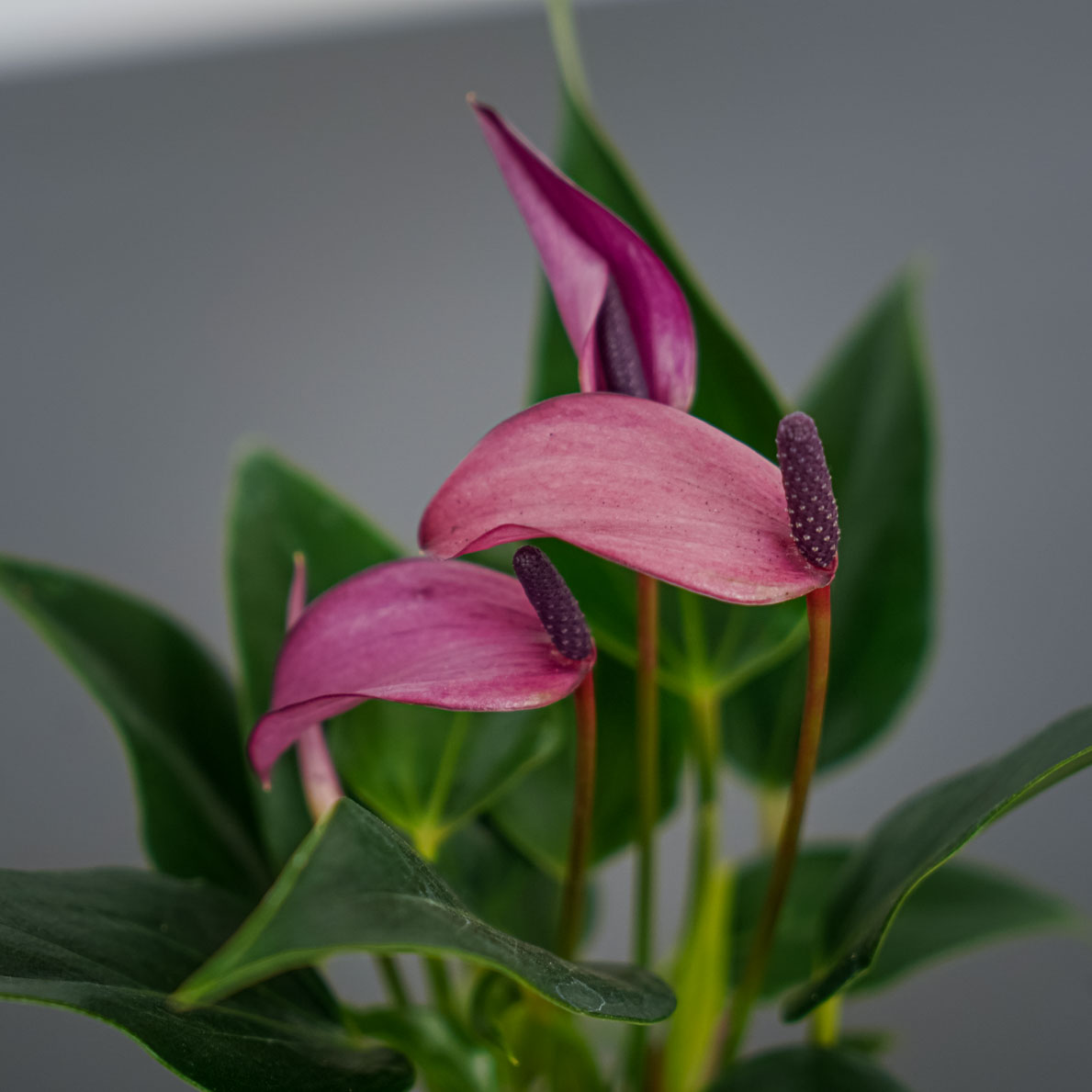 Anthurium zizou - Mała Szklarnia