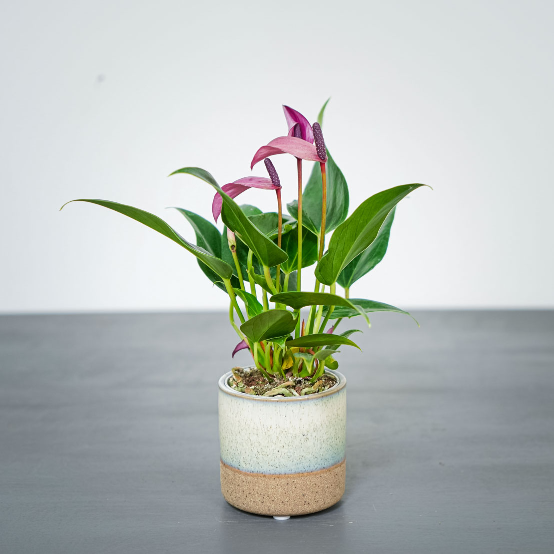 Anthurium zizou - Mała Szklarnia