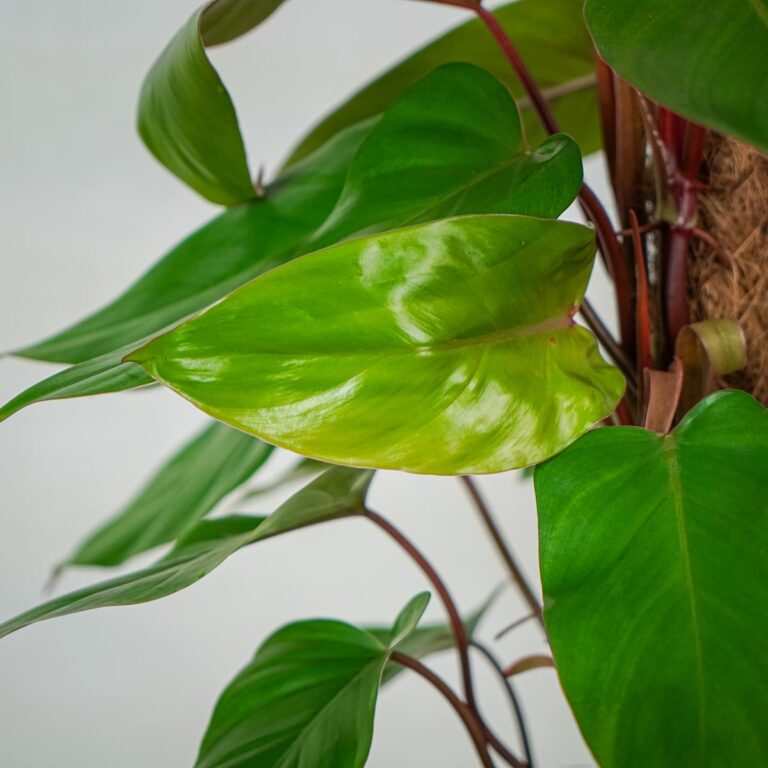 Philodendron red emerald na paliku - Mała Szklarnia