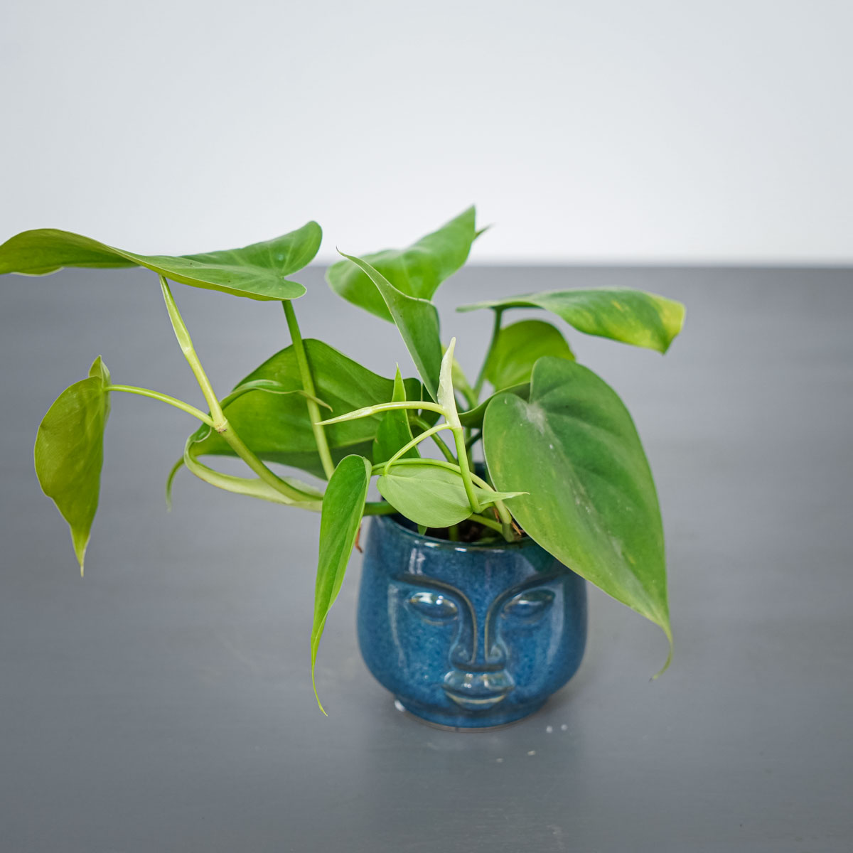 Philodendron scandens baby - Mała Szklarnia