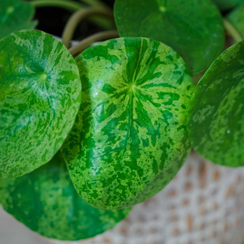 Pilea peperomioides variegata 'mojito' (pieniążek) - Mała Szklarnia