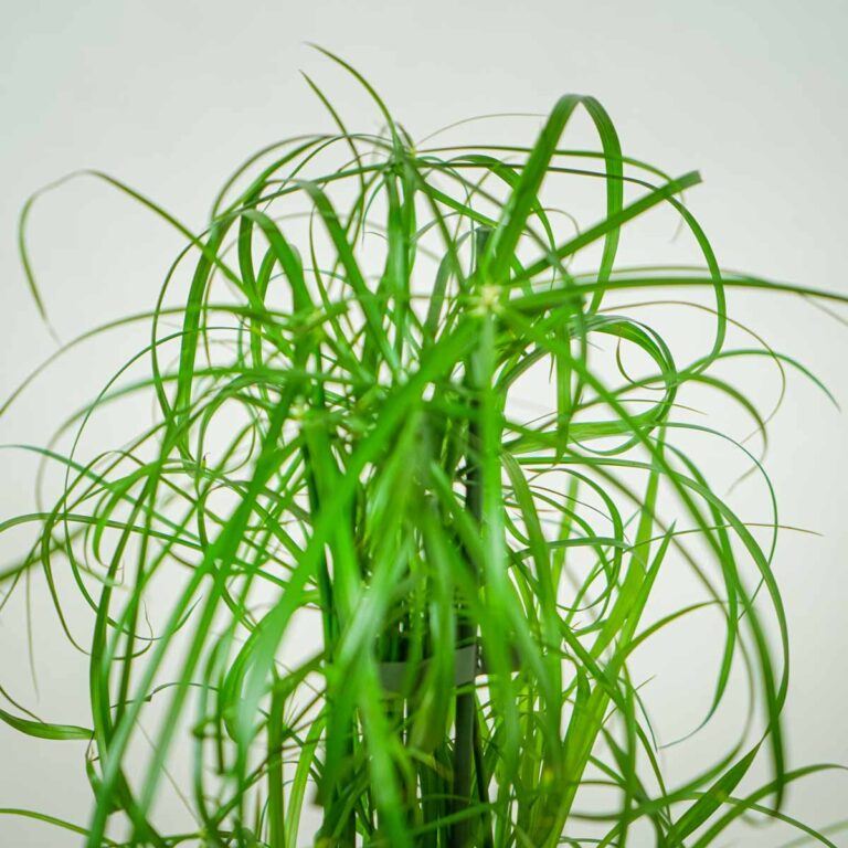 Papirus (Cibora) – uprawa, pielęgnacja i odmiany - Mała Szklarnia