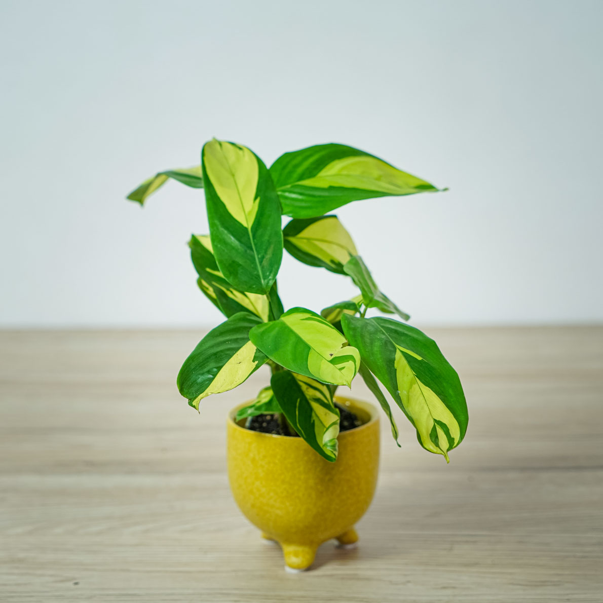 Ctenanthe golden mosaic baby - Mała Szklarnia