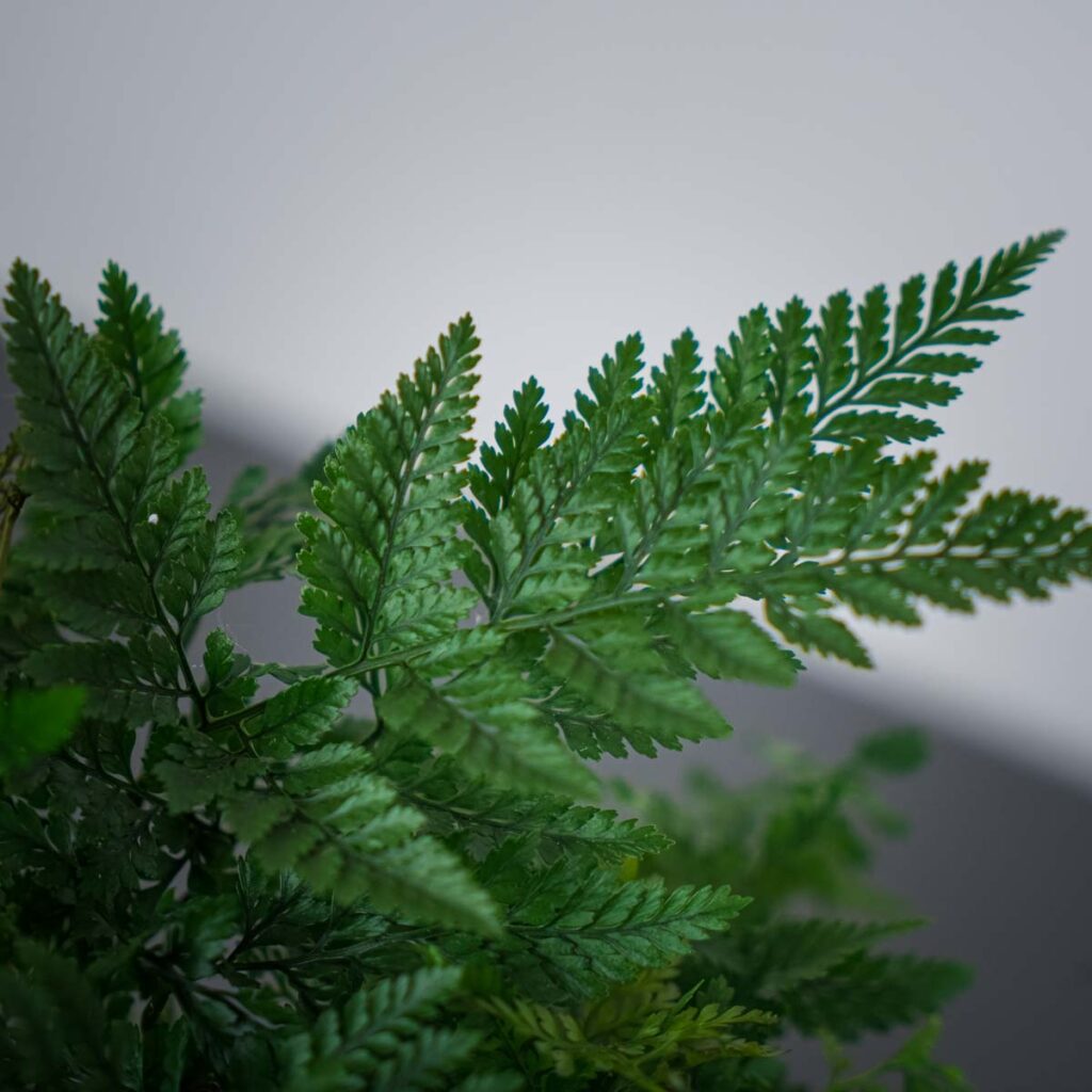 Paproć 'noga pająka' (humata tyermanii) - Mała Szklarnia