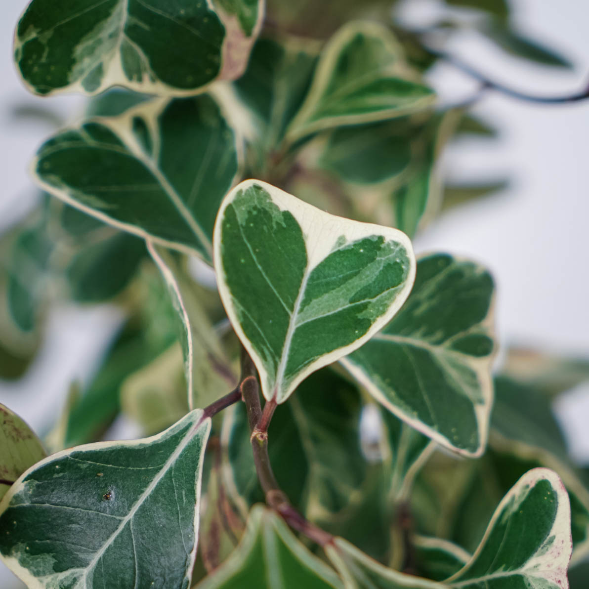 Fikus triangularis sweetheart (ficus) - Mała Szklarnia