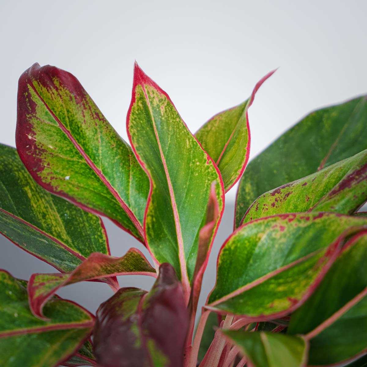 Aglaonema crete - Mała Szklarnia
