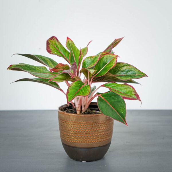 Aglaonema crete - Mała Szklarnia