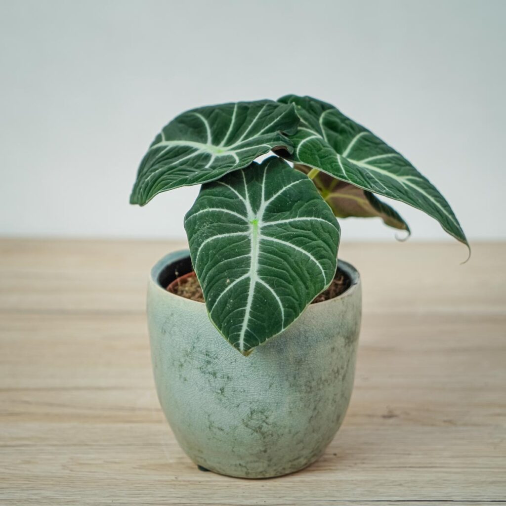 Alokazja black velvet (alocasia) – Mała Szklarnia
