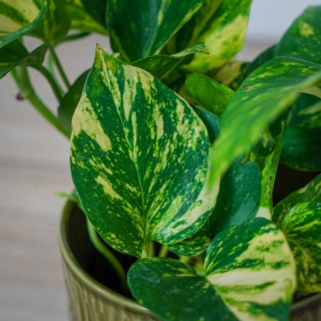 Epipremnum n'joy gold - Mała Szklarnia