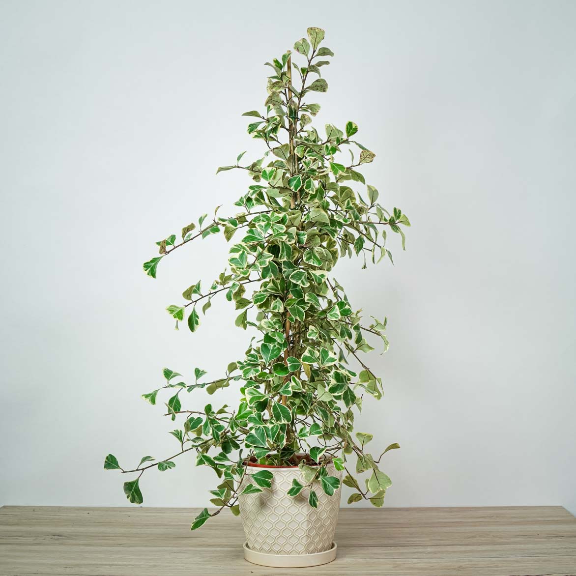 Fikus triangularis sweetheart (ficus) - Mała Szklarnia