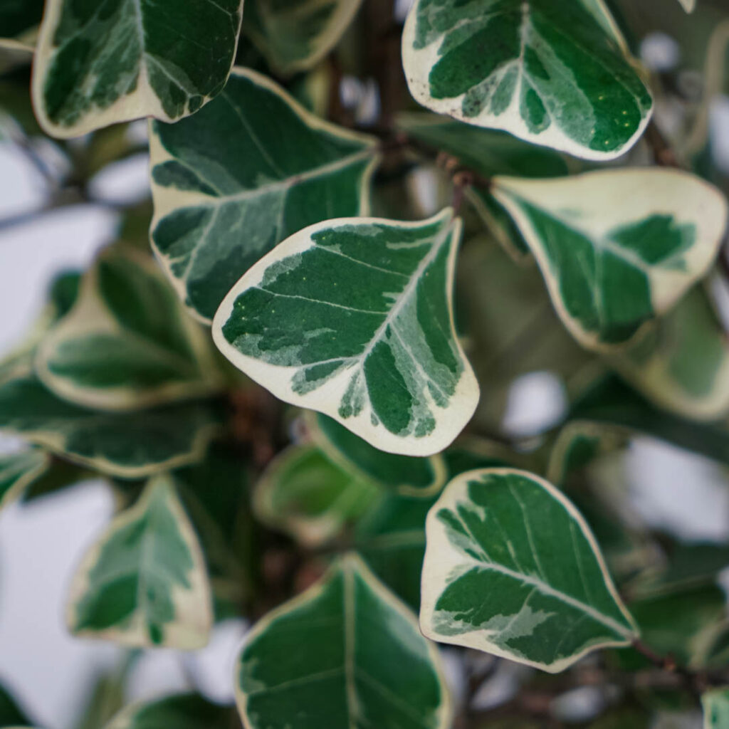 Fikus triangularis sweetheart (ficus) - Mała Szklarnia