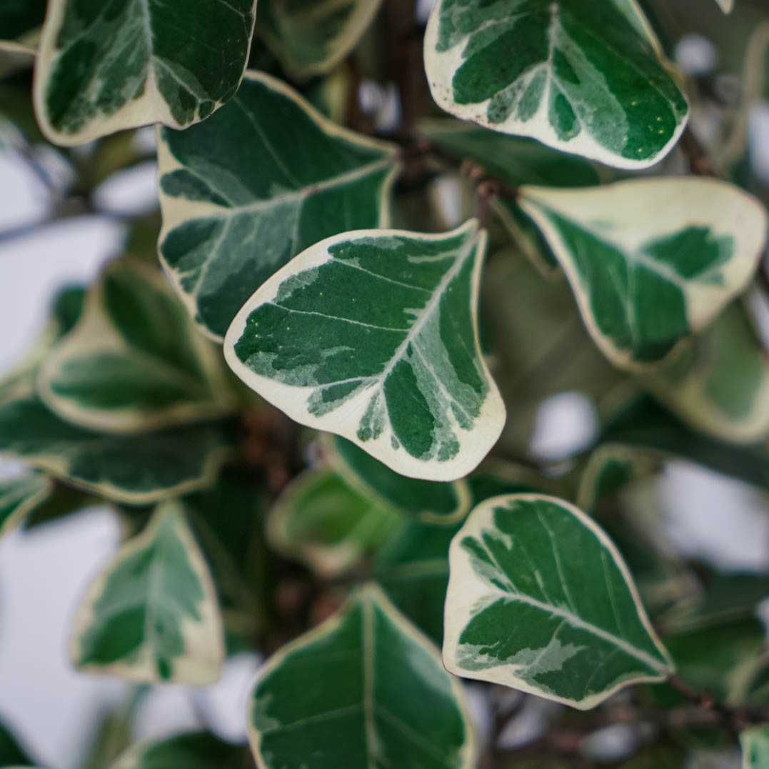 Fikus triangularis sweetheart (ficus) - Mała Szklarnia