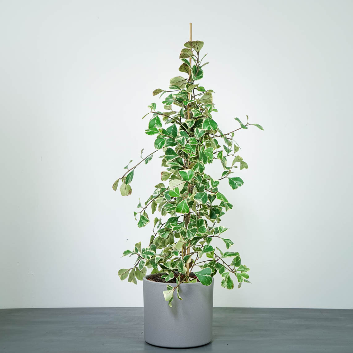 Fikus triangularis sweetheart (ficus) - Sklep z roślinami Mała Szklarnia