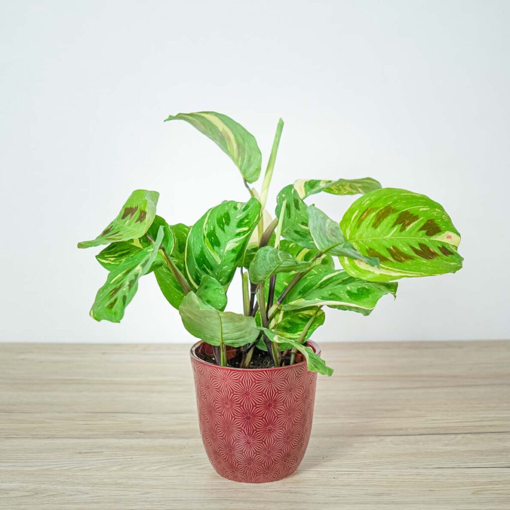 Maranta leuconeura kerchoveana variegata - Mała Szklarnia