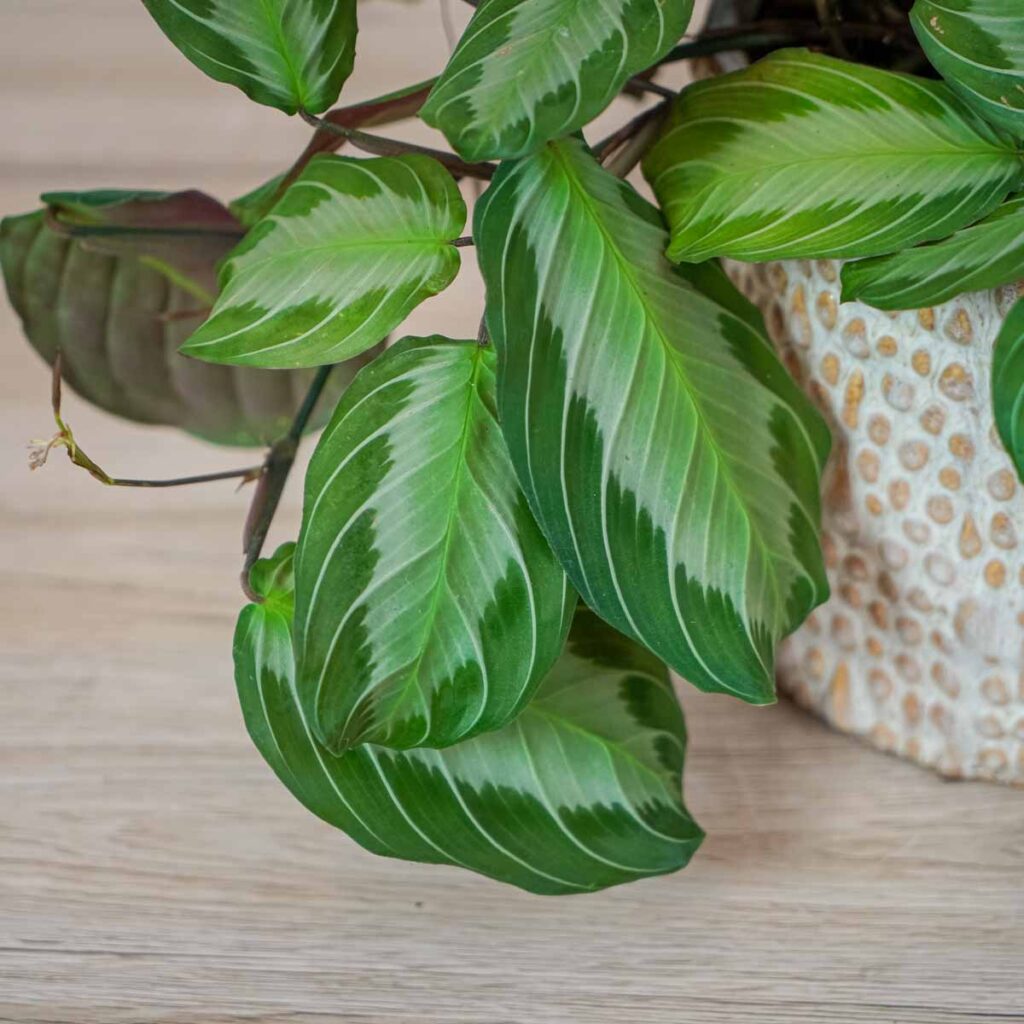 Maranta silver band – Mała Szklarnia